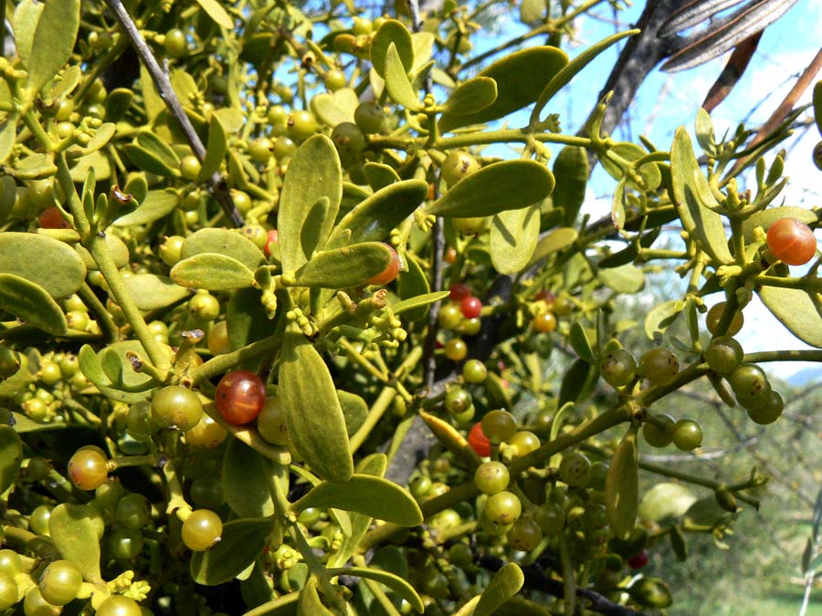 Wildflowers of Andalucia: Viscum cruciatum