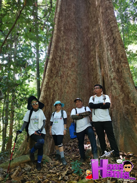 Pokok Melunak Terbesar Di Malaysia