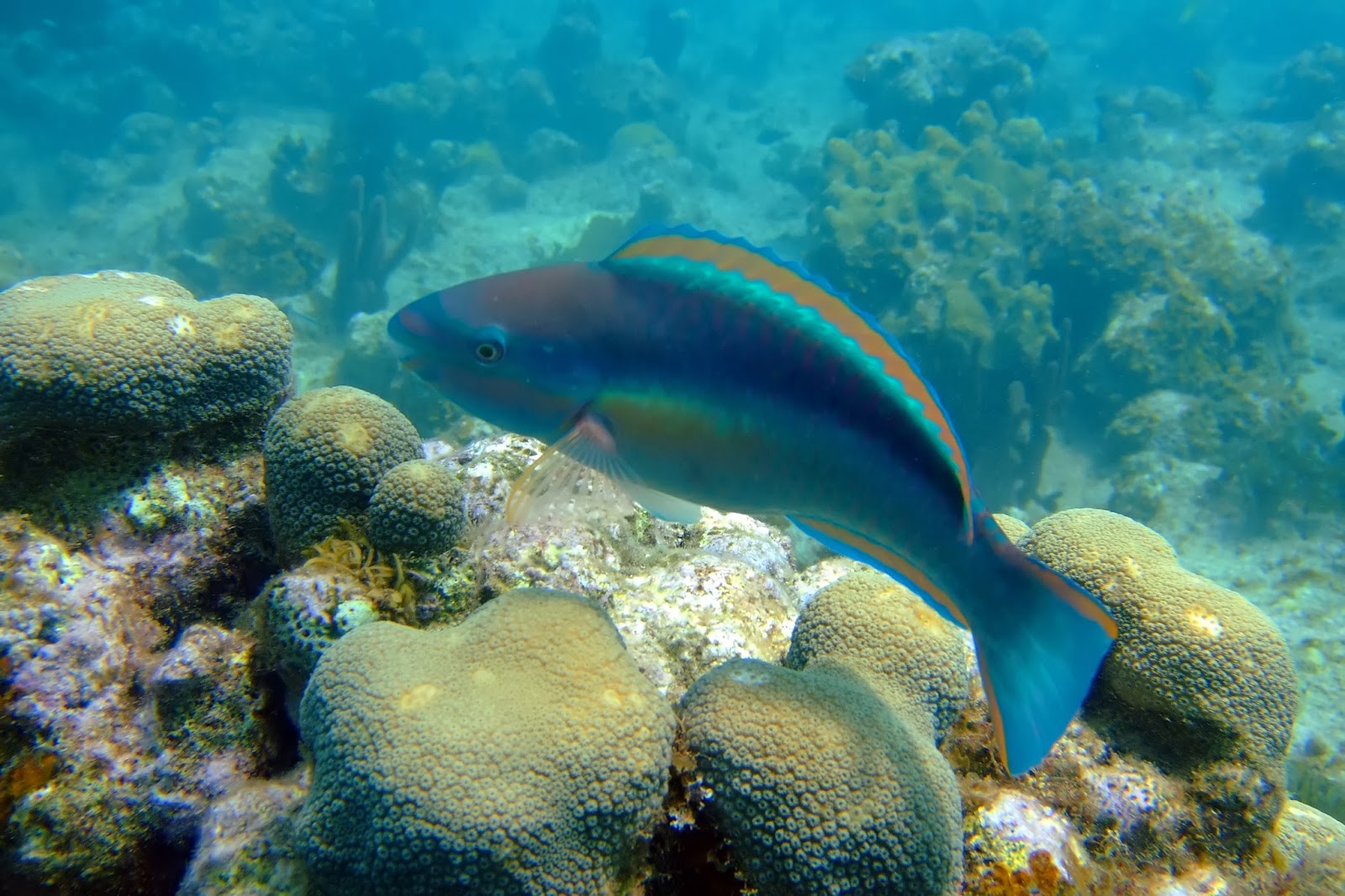 fish share: GAMBAR IKAN HIAS Rainbow Parrot 9