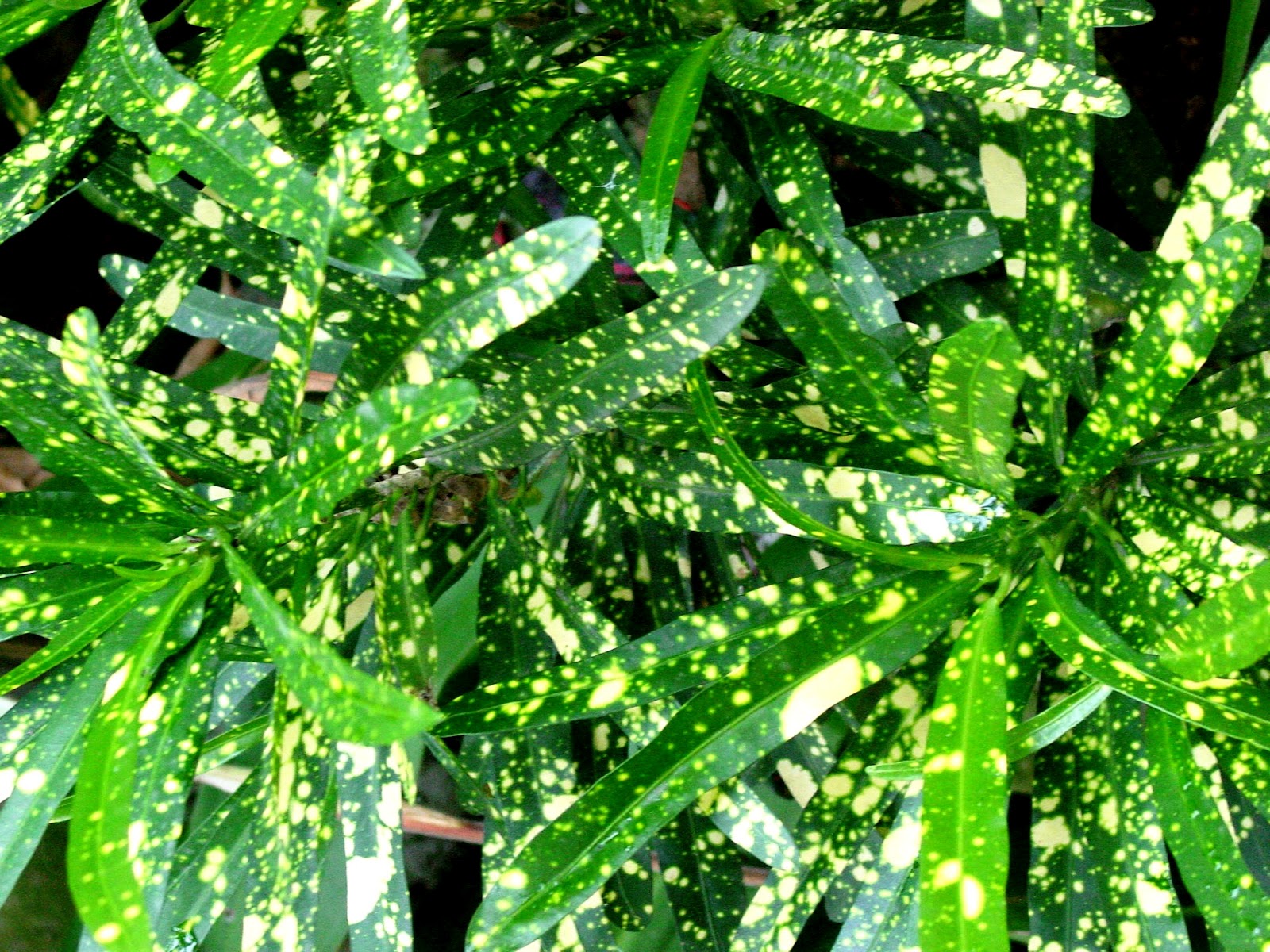 SA BLOG NAKO: Addicting Yard Shots