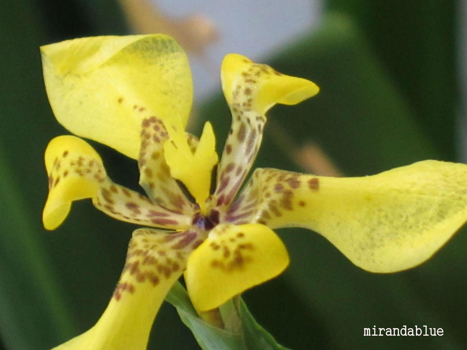 Live in the Moment: Yellow Walking Iris