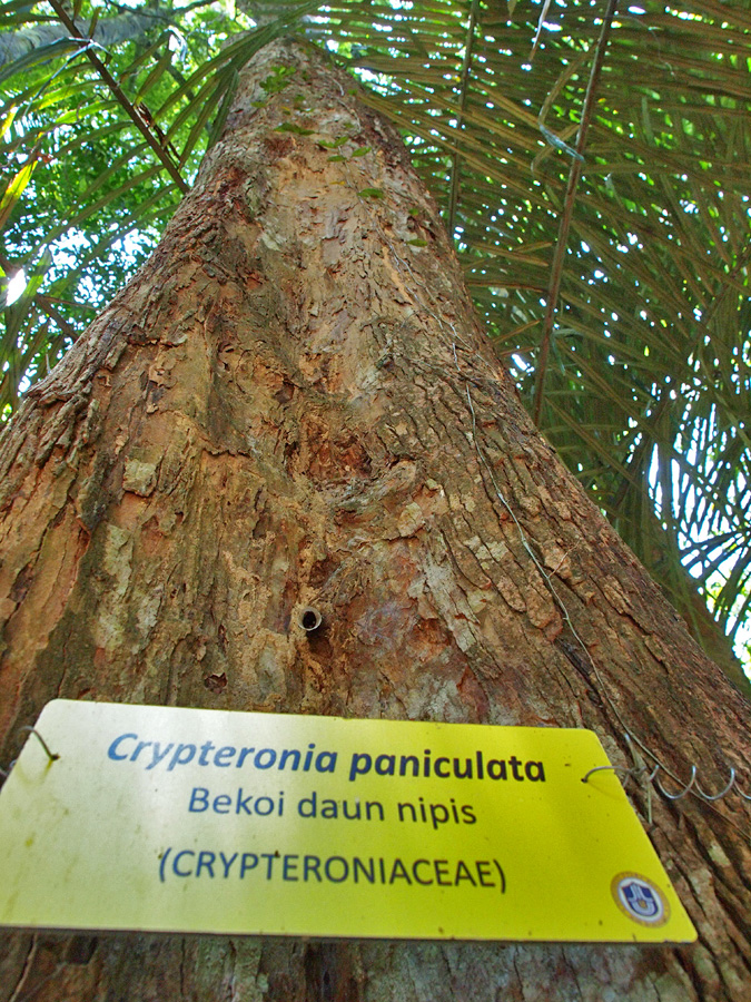 UUM Forest Treasure 1