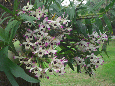 MENGENAL ANGGREK ~ Anggrek Mania