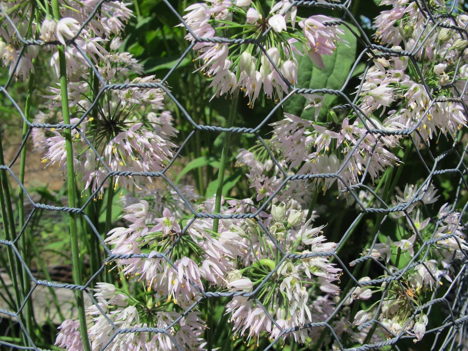 Blue Jay Barrens: Nodding Wild Onion Project