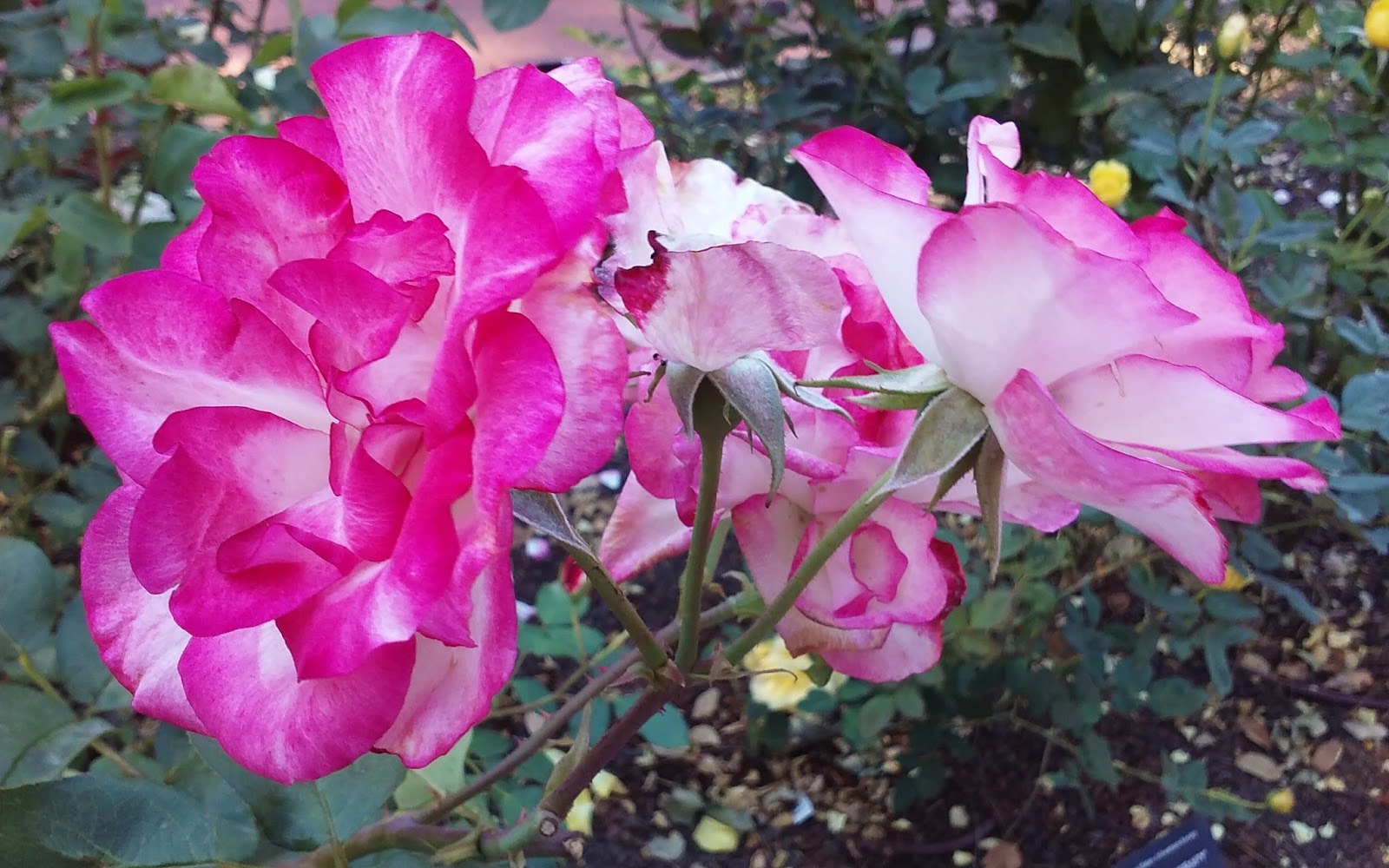 Life: Living Real...: Roses...