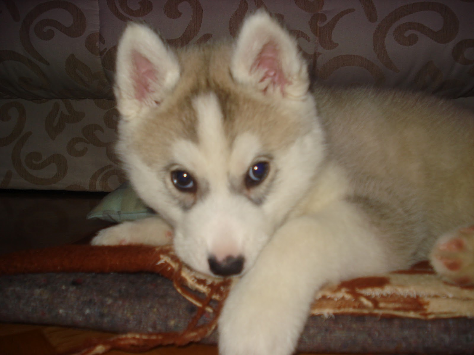 Sibirski haski: GALERIJA