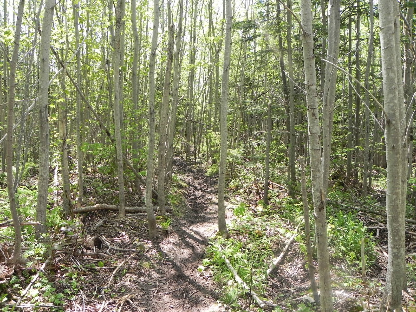 Dave and Lindsay in Canada: From Summerside, PEI to Newfoundland