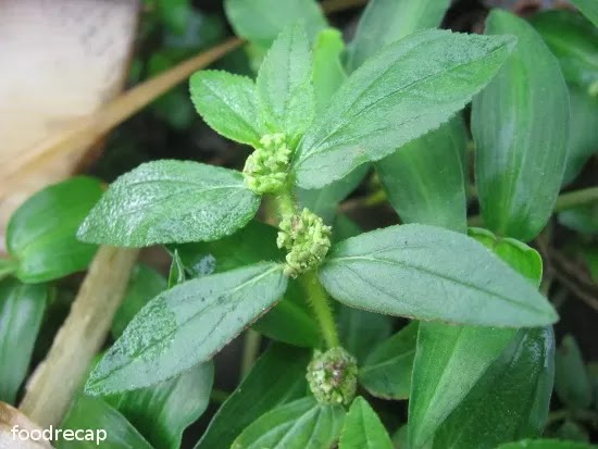green horizon bliss: Euphorbia hirta (Tawa tawa, gatas gatas)