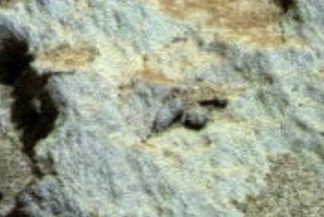 Mars Rover Opportunity photo shows Dead Bird and Fossilized Horned Animal