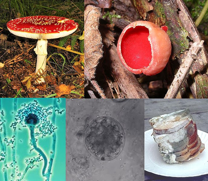 Fungus facts