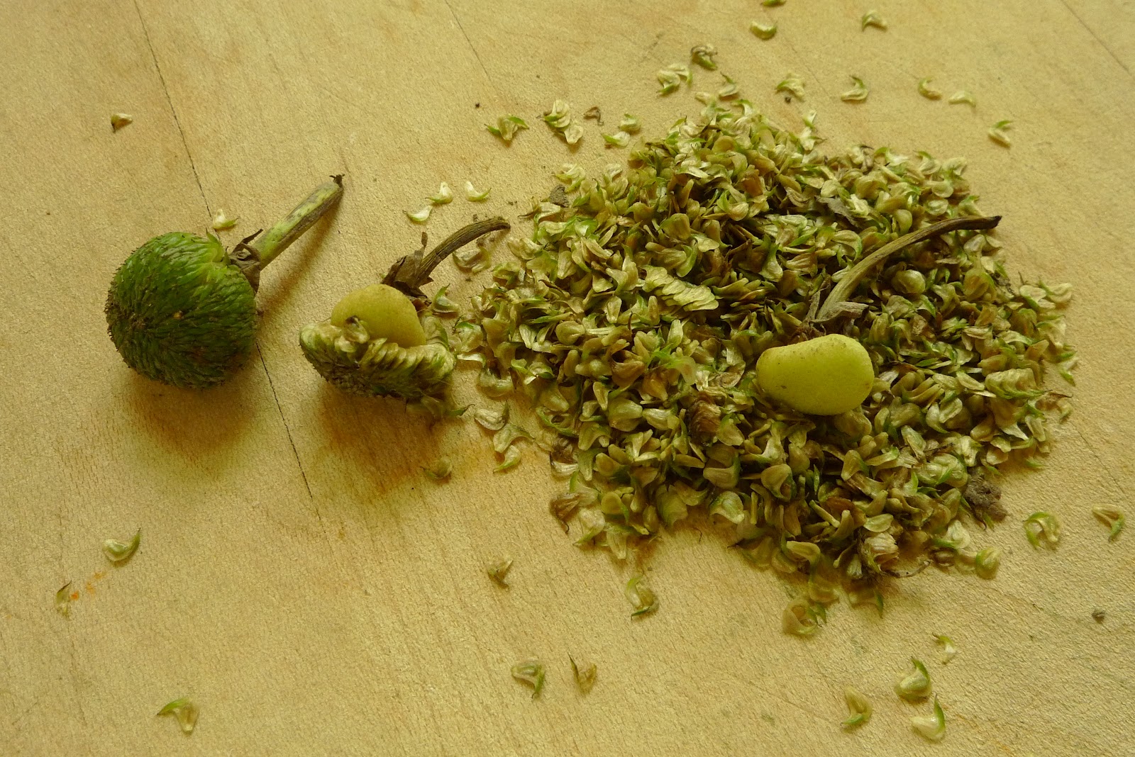 Wild Harvests: Wapato, cultivating native tubers