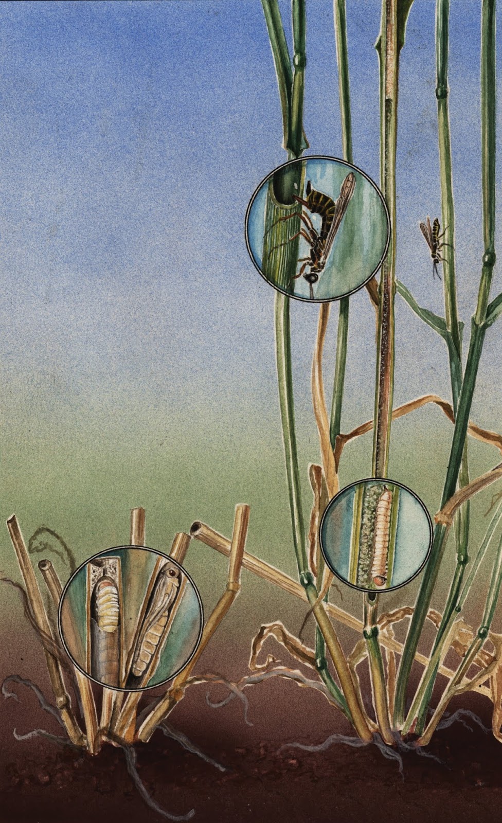 Prairie Pest Monitoring Network Blog: Insect of the Week (July 30, 2018 ...