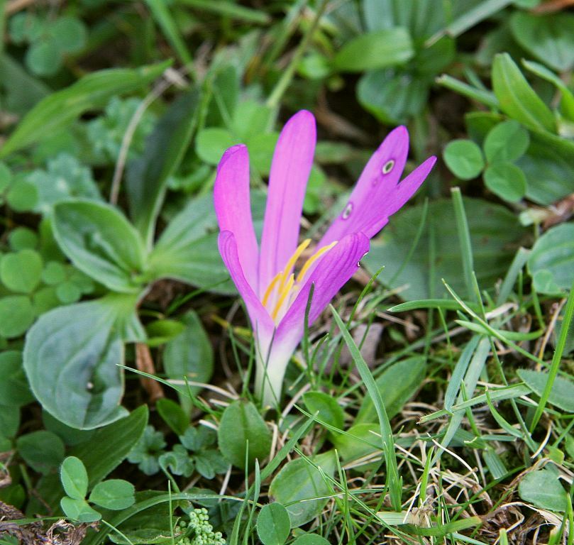 Imágenes de flores y plantas: Azafrán Silvestre
