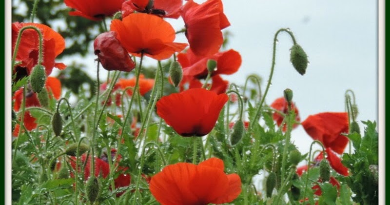 Meggie On The Prairie: Red Poppies...from Flanders Fields to Monday's ...