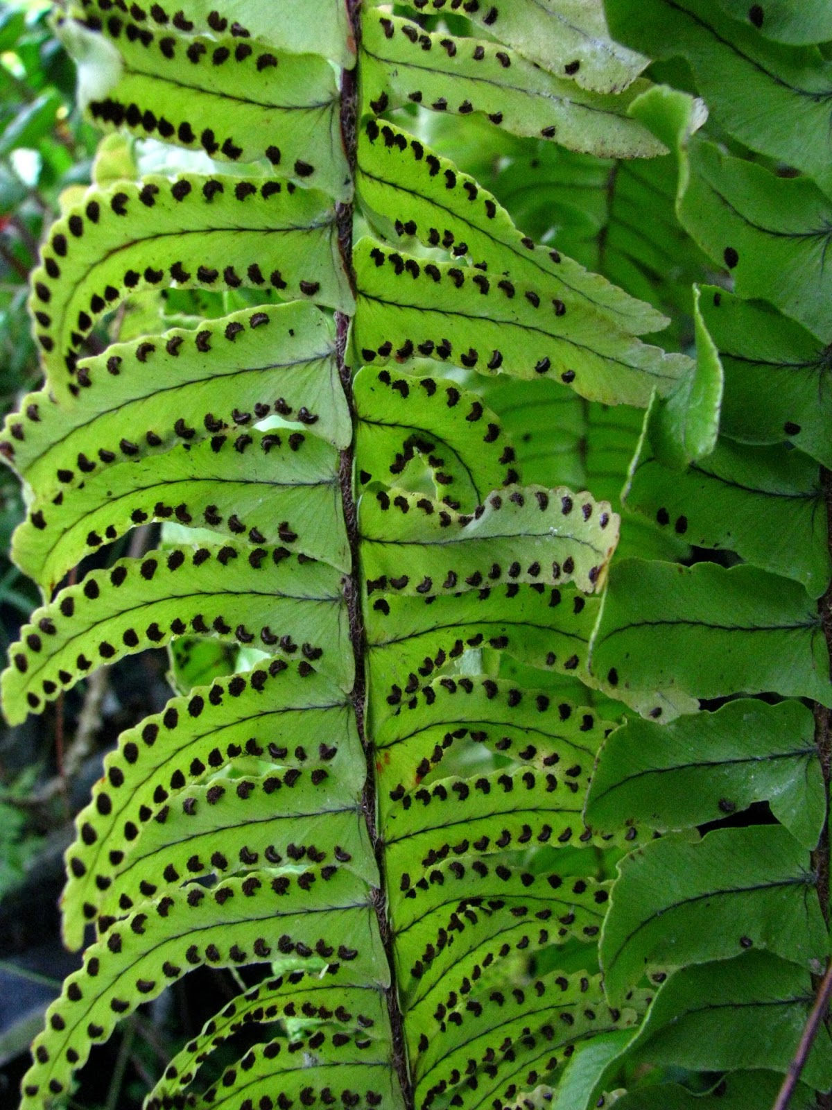 What Are The Black Dots On Fern Leaves at Annie Ettinger blog