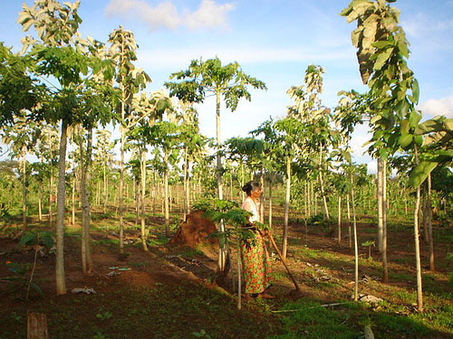 LA TIERRA DE LAS PAGODAS DE ORO: Birmania/Myanmar sobre el país 3