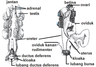 berbagainfo: Perkembangbiakan Organisme