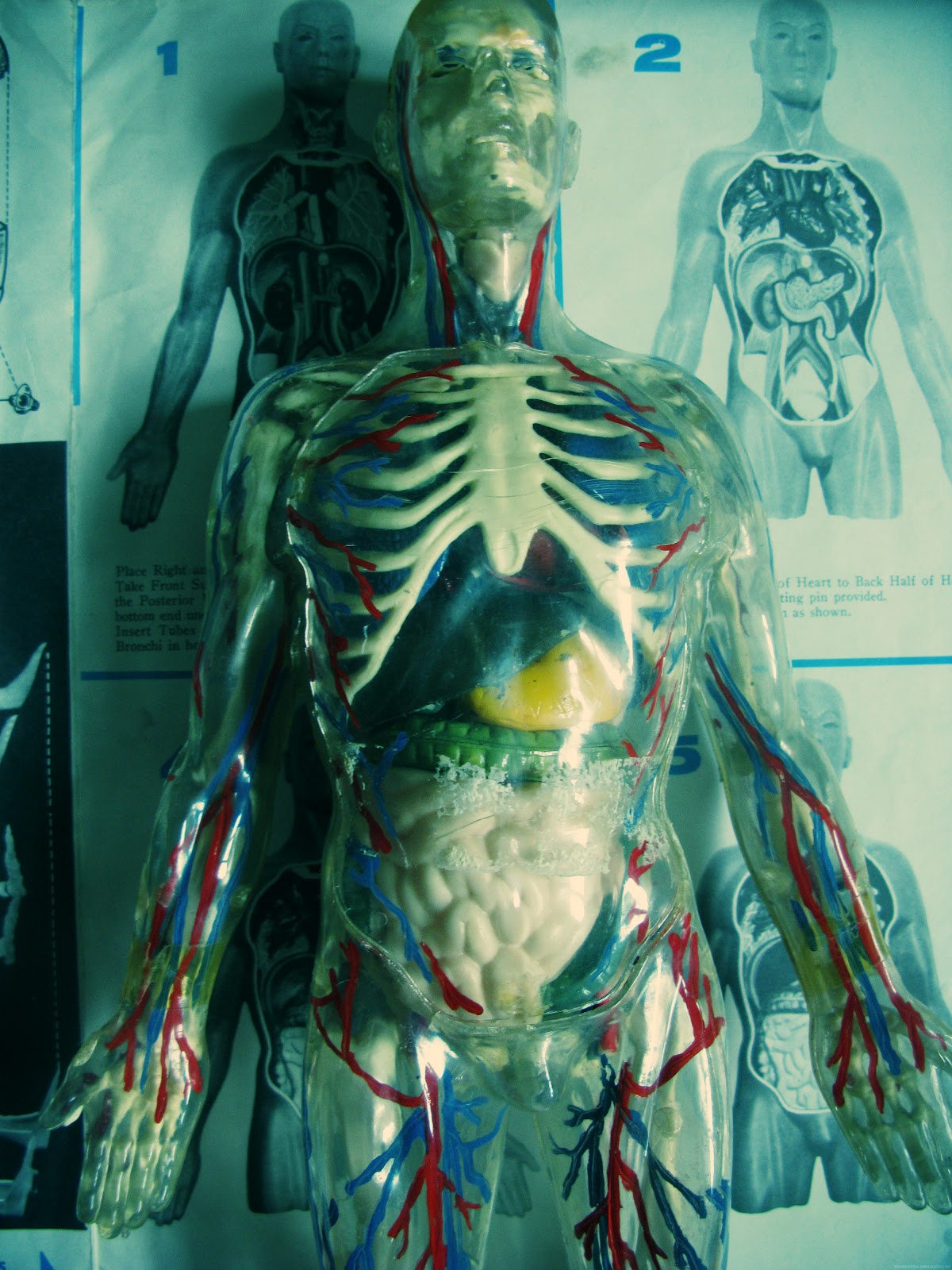 Glass Eyes: Renwal's Visible Head and Visible man