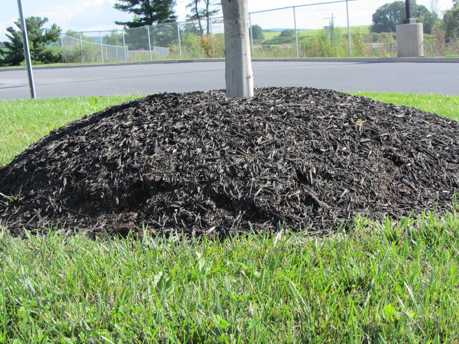 Central Pennsylvania Forestry: Mulch Volcanoes Are Erupting Everywhere!