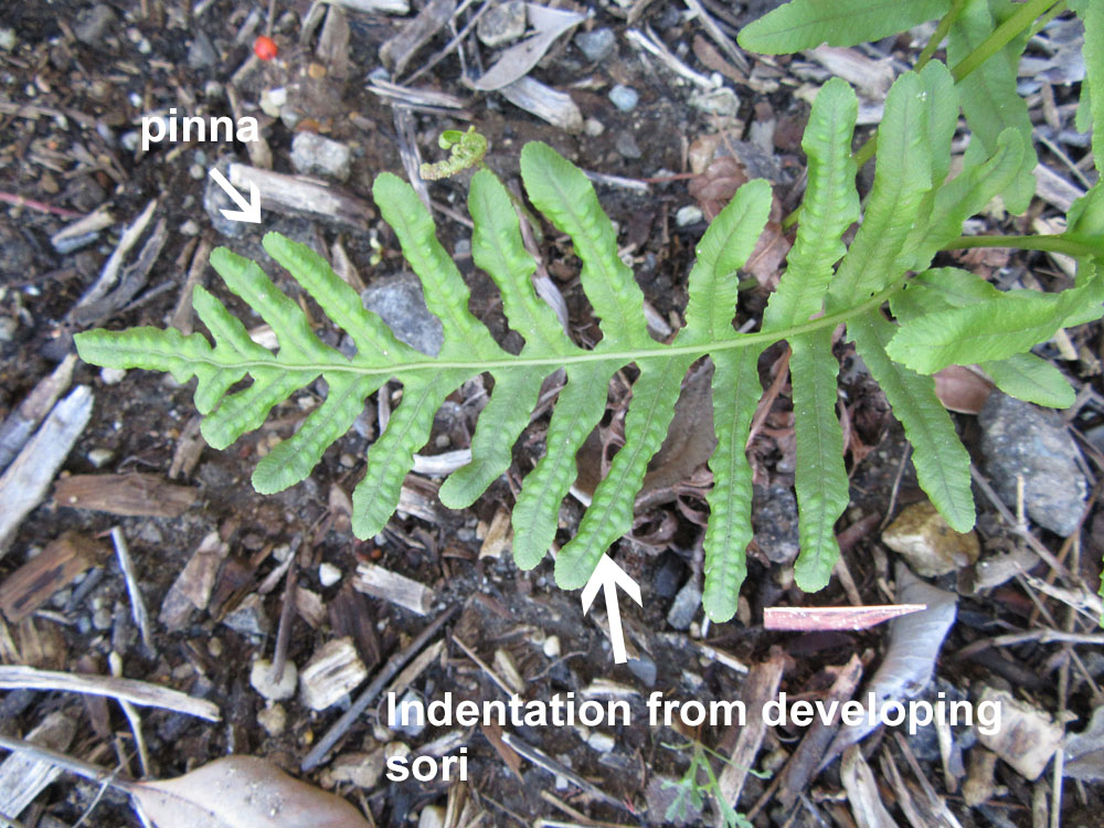 Mother Nature's Backyard - A Water-wise Garden: Plant of the Month ...