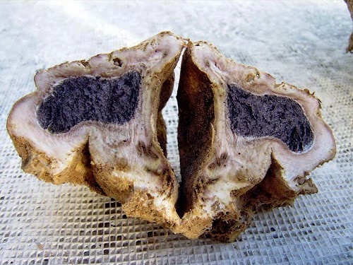 BIODIVERSIDAD COSTA GRANADINA Y...: Escleroderma estrellada, falsa ...