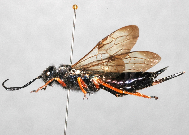 CONCEPTOS DE QUÍMICA: Taller sobre control biológico de /Sirex noctilio/