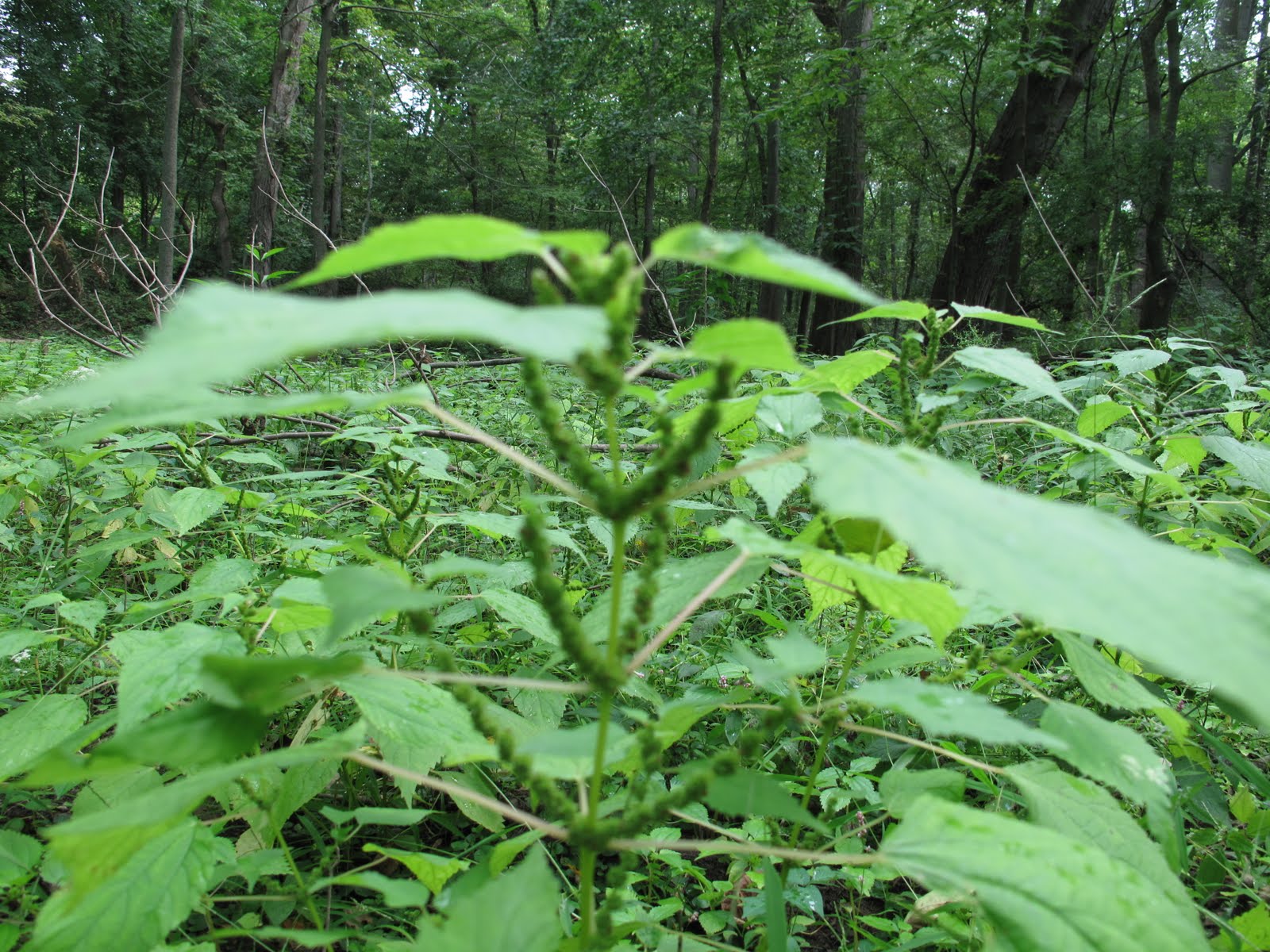 Now Showing Near You: Wildflowers: September 11, 2011 Scarlet Splendor ...