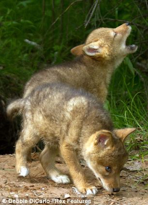 White Wolf : Adorable coyote pups learn to make their eerie signature ...