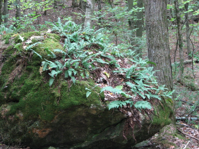 Red Rocks Park -South Burlington, Vermont | Litter with a Story To Tell