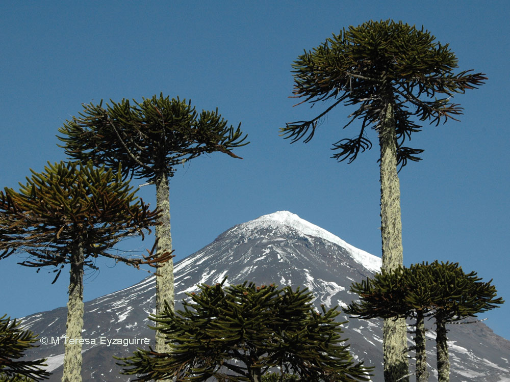 Patagonia Andina Forestal: Reunión sobre sintomatología de la especie ...