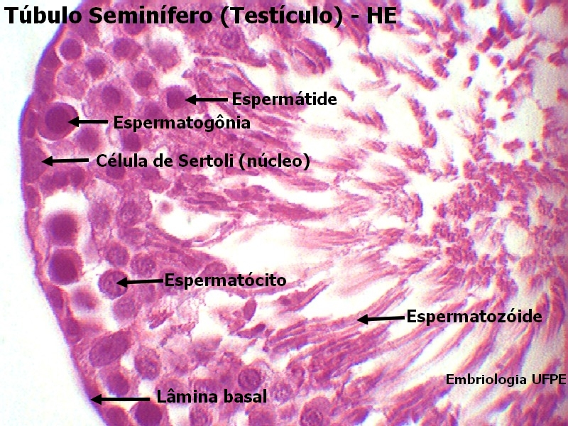 Embriologia UFPE: Espermatogênese