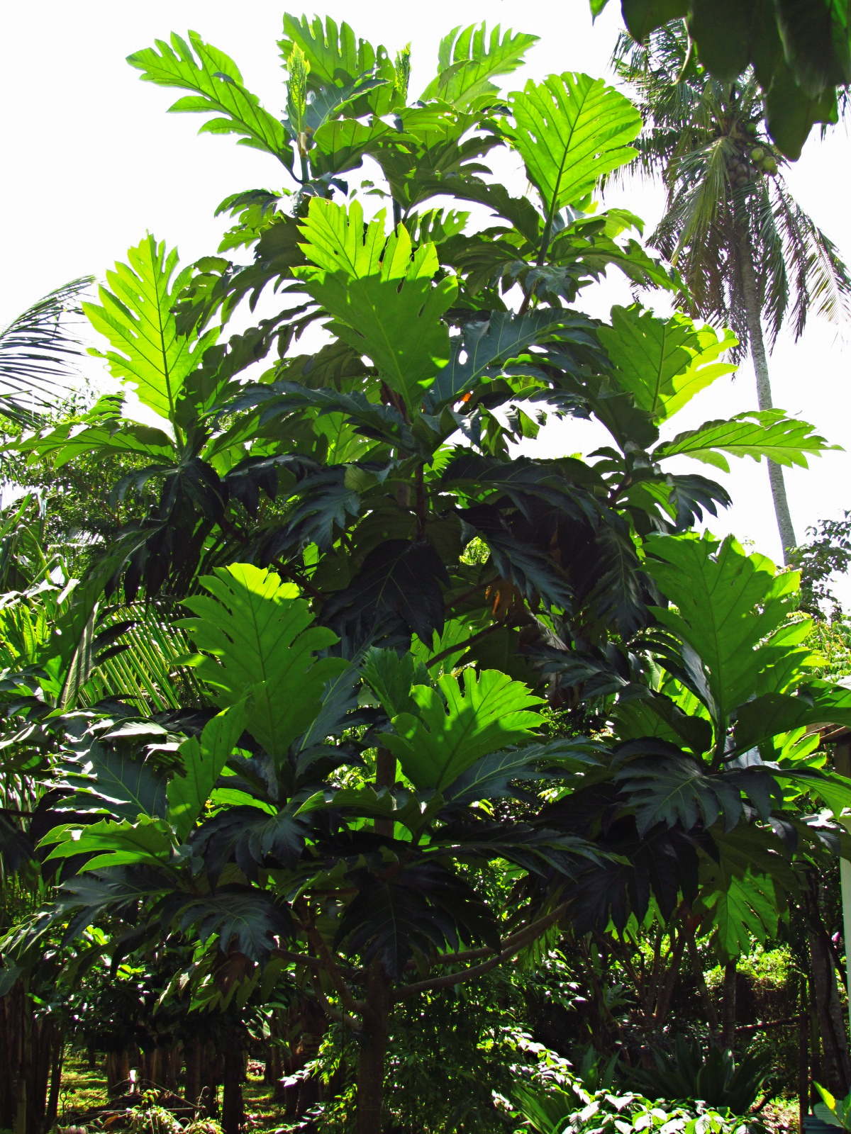 1784: Philippine Tree of the Month: Rimas