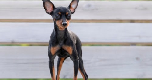 Pulitissima: IL PINCHER