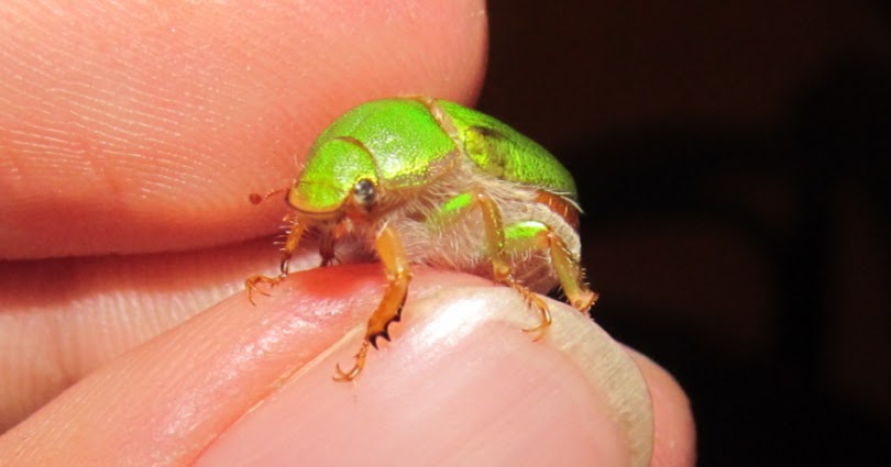 especies chilenas: El Pololo verde o San Juan (Hylamorpha elegans)