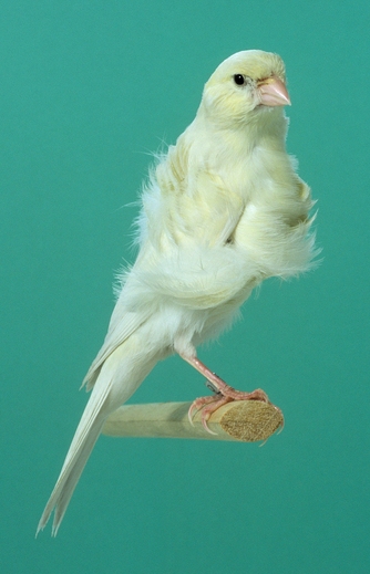 LOS CANARIOS DE POSTURA: Canarios Rizados (1)