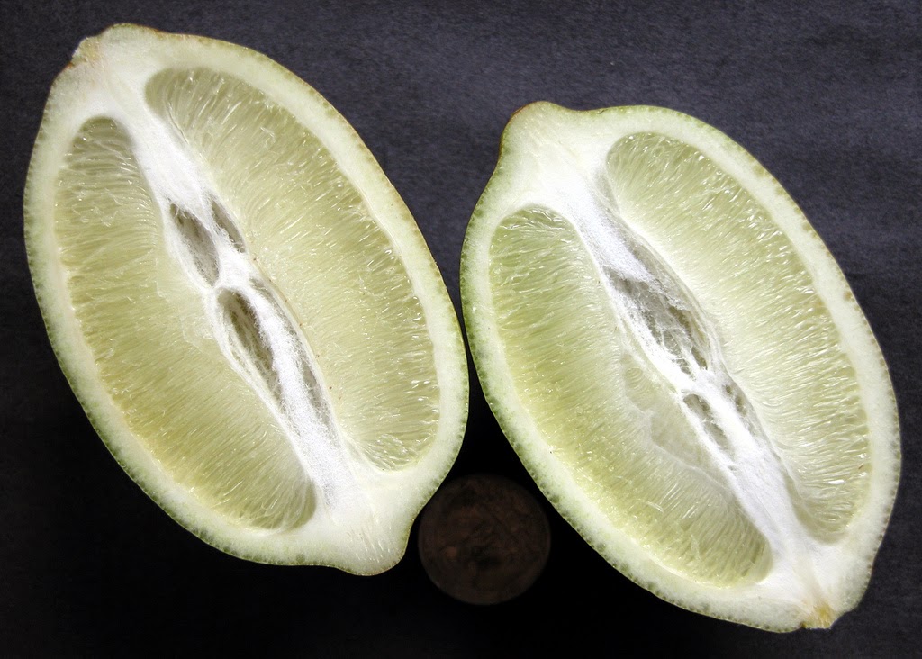 Something Bong: The king of good limes - Gondhoraj