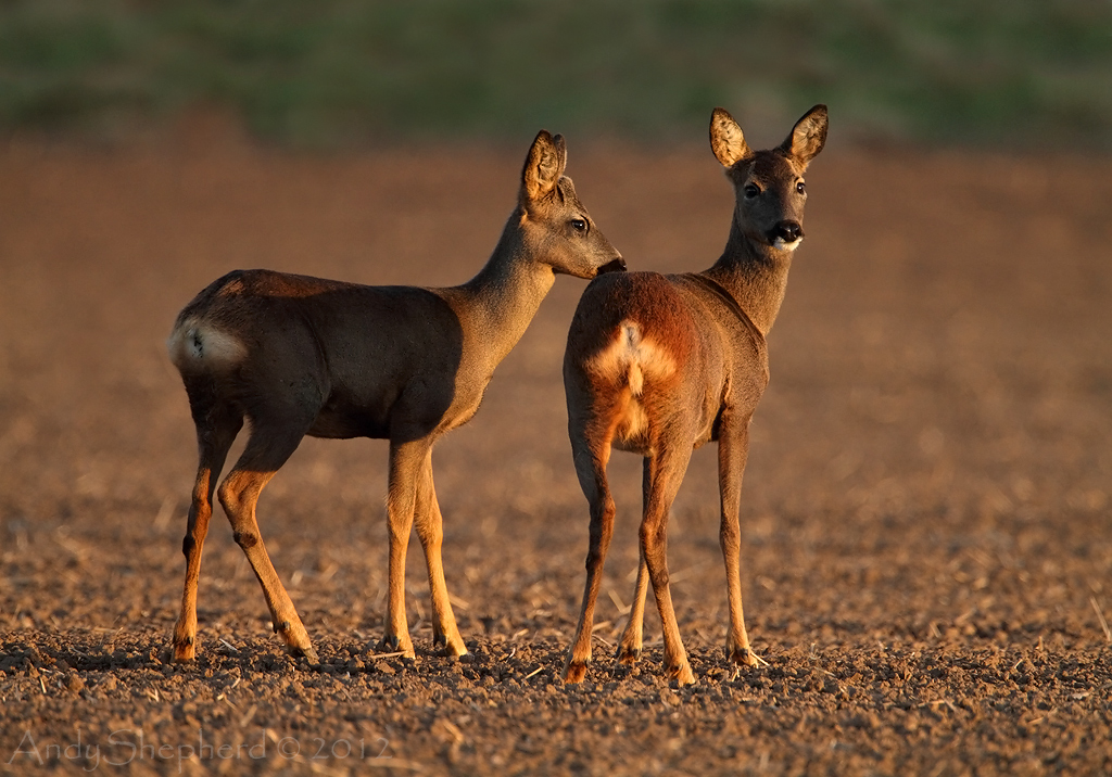 Andy Shepherd Wildlife Photography: Roe Deer