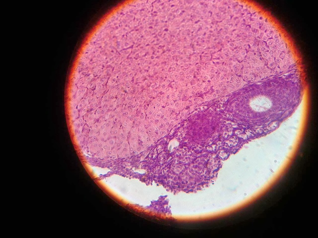 Blog de Embriología 1PM1