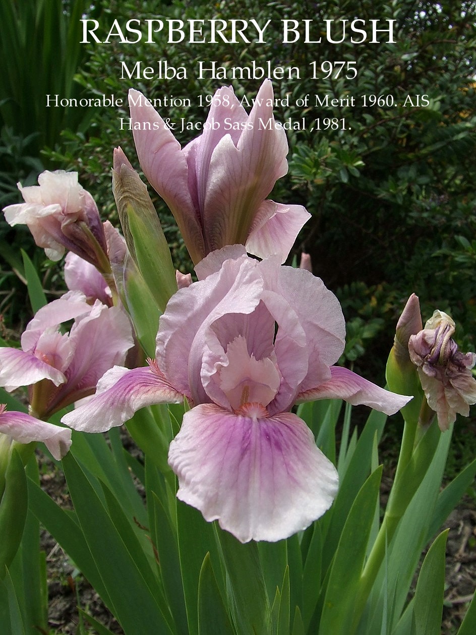 Intermediate Bearded Iris 'RASPBERRY BLUSH' ~ HERITAGE IRISES