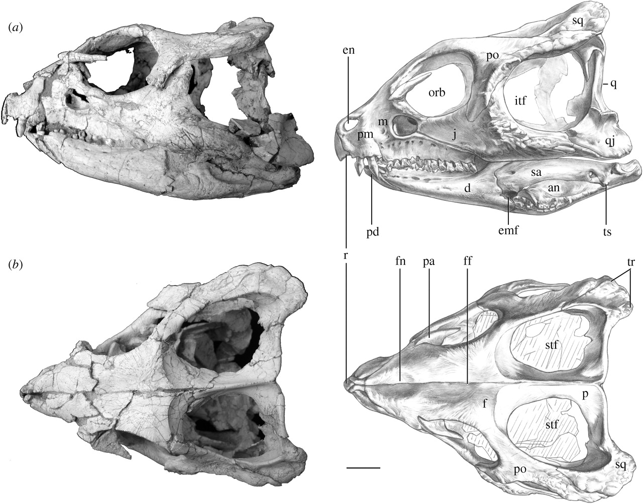 Species New to Science: [Paleontology • 2006] Yinlong downsi • A Basal ...