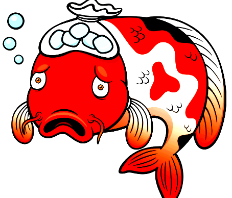 5 Tanda - Tanda Ikan Koi Sakit dan Cara Mengobatinya - Tentang Ikan