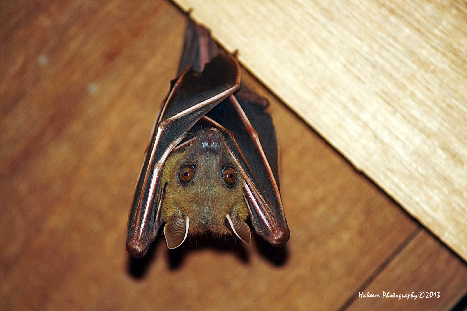 Hakeem Photography: Bat