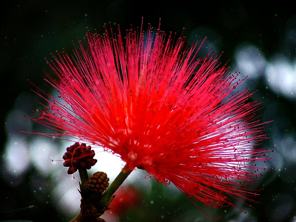 Bela Caliandra: Bem estar e auto-aceitação: o caminho da felicidade!