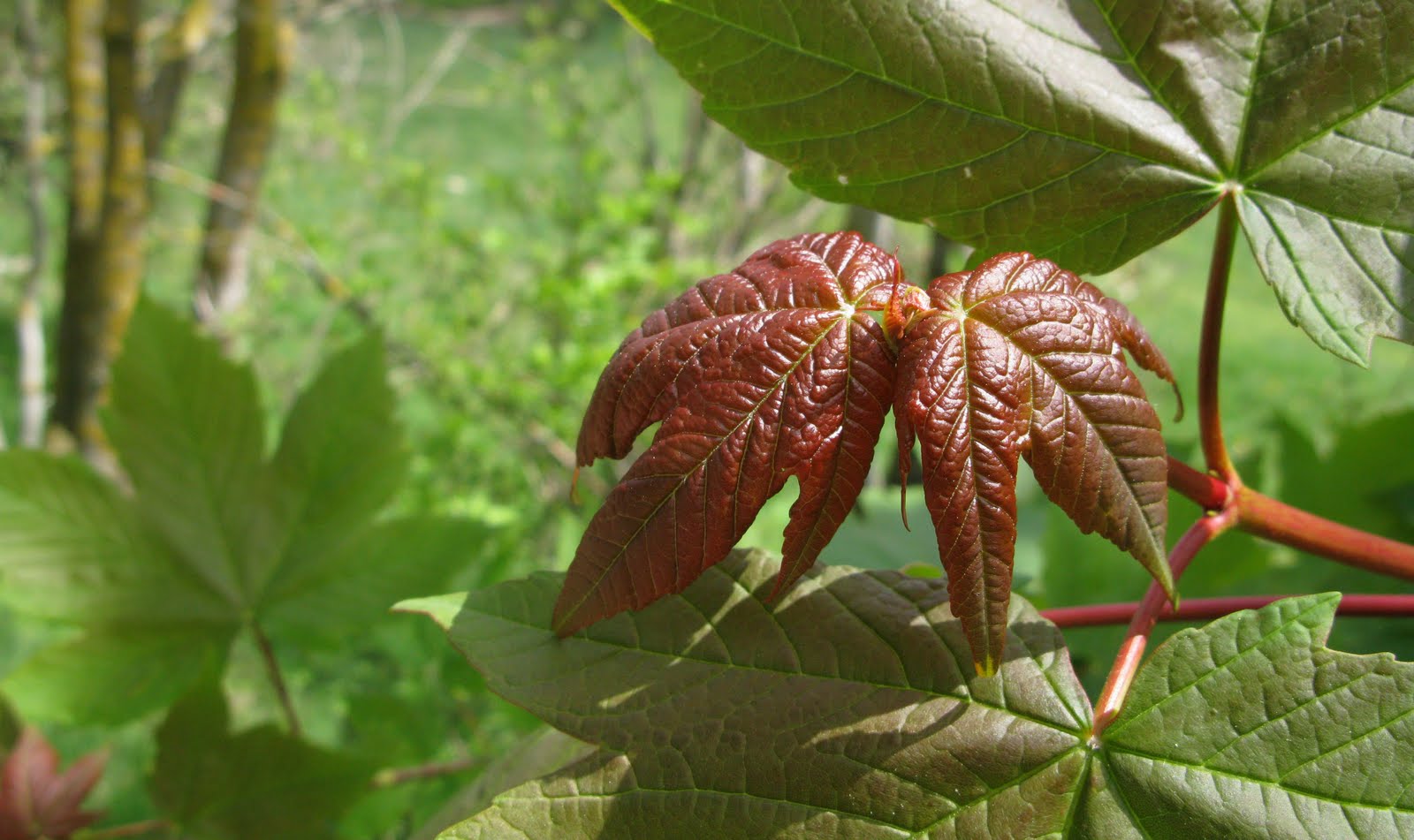 Flores y Palabras: Hojas de arce blanco