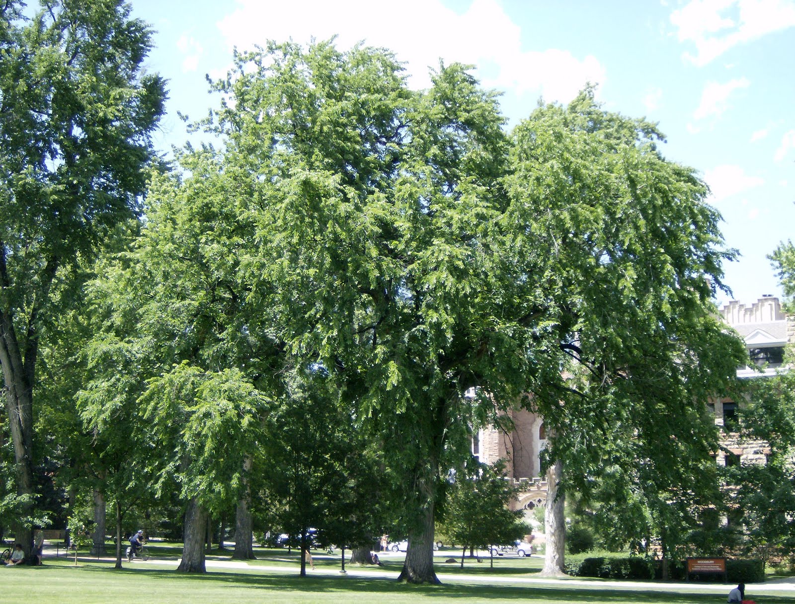 CU Outdoor Services: Trunk Injection Treatments for Elm Scale on Campus