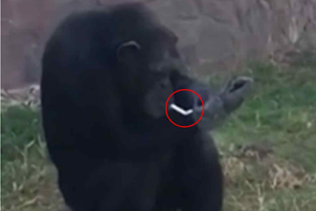 Mira a esta Chimpancé fumando un cigarro | El HIT GUATE RADIO