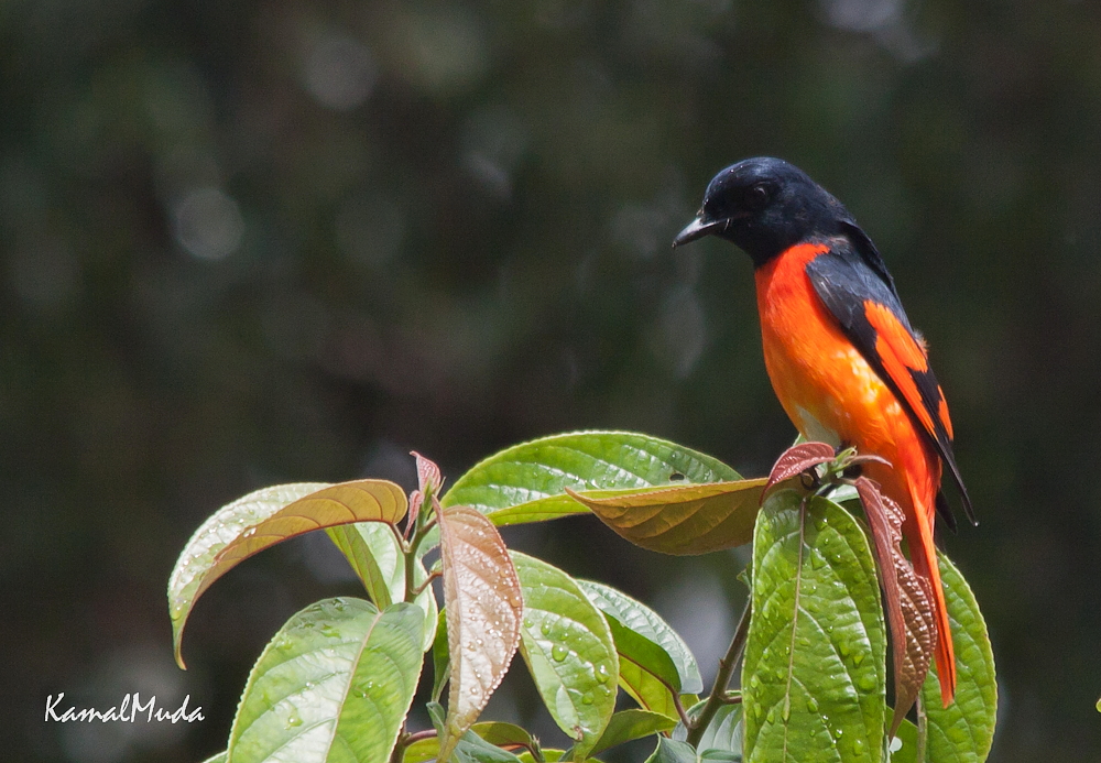 SOUTH EAST ASIA BIRDS - Malaysia birds paradise: The Scarlet Minivet ...