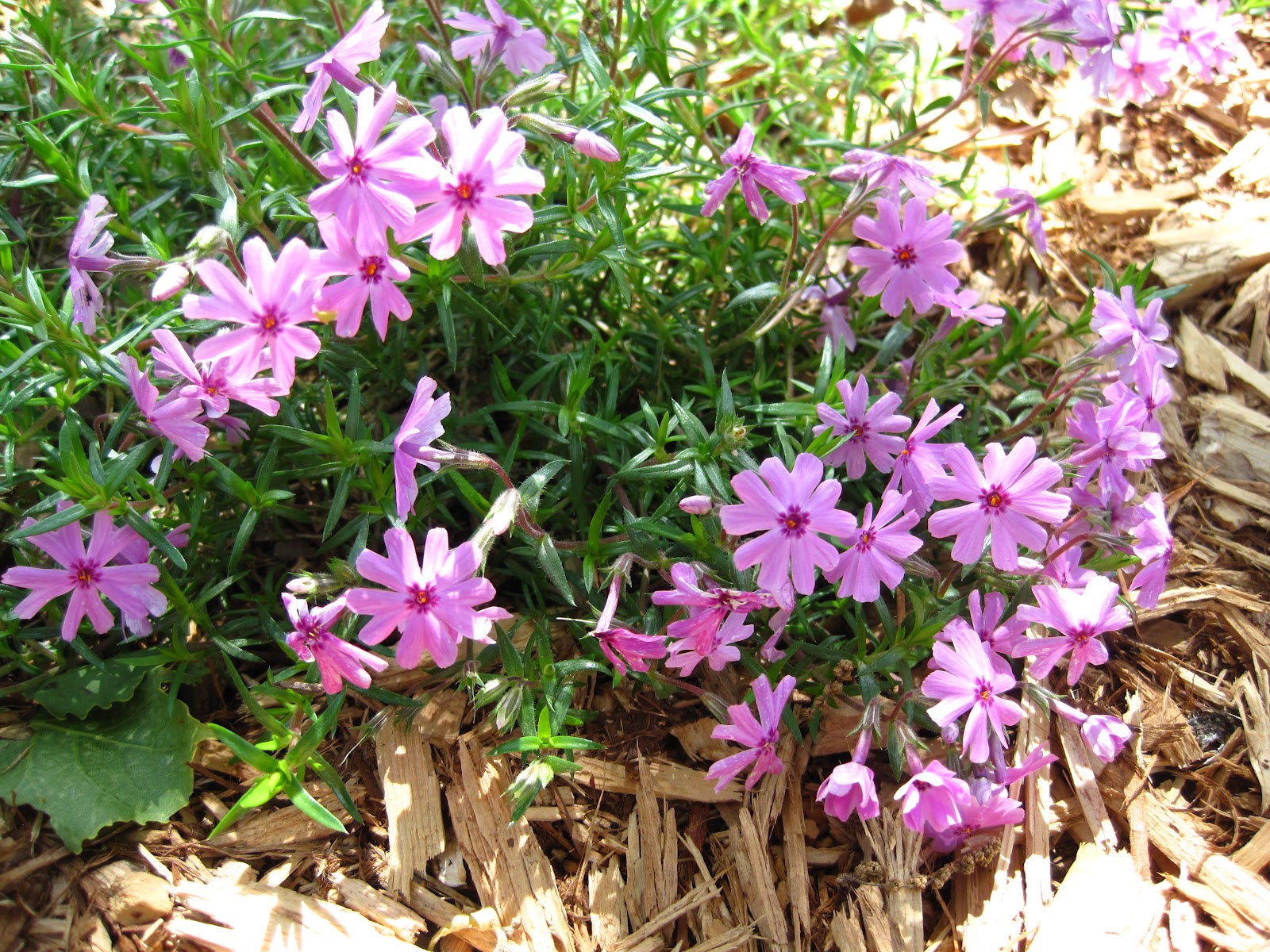 Enjoying My Garden: Phloxy Lady