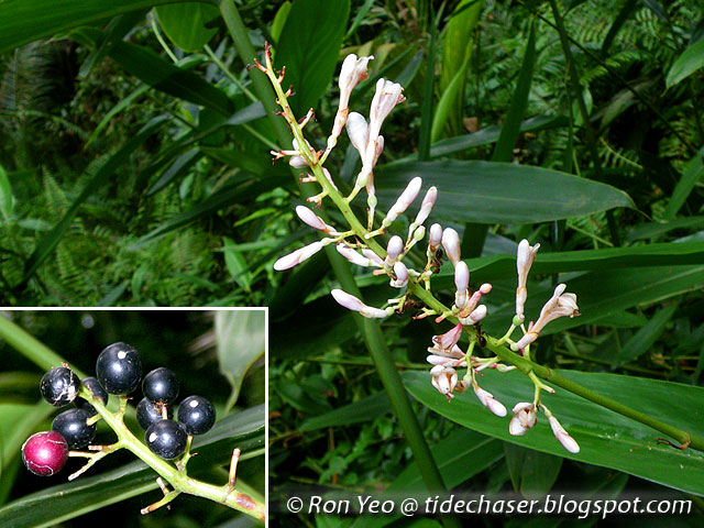 tHE tiDE cHAsER: Semakau Landfill