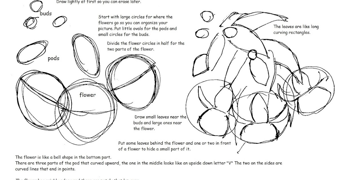 How to Draw Worksheets for The Young Artist: How to Draw a Fuchsia ...